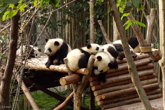 [Meet Xiangxiang] Bifengxia Panda Base & Huanglongxi One-day Tour - Klook